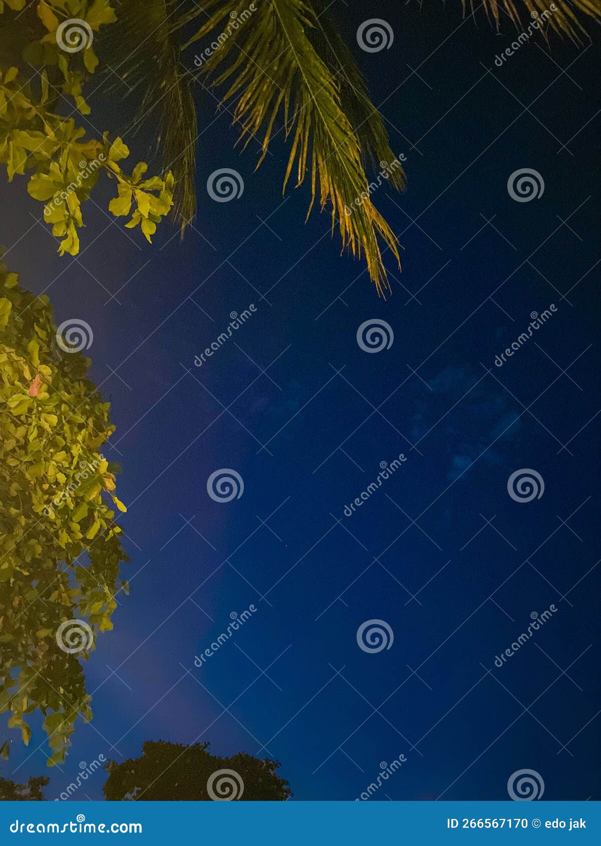 Nature : Night Sky between Leaf and Tree Stock Photo - Image of night ...