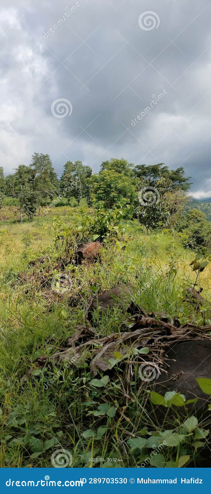 Nature at noon stock photo. Image of natural, noon, beautiful - 289703530