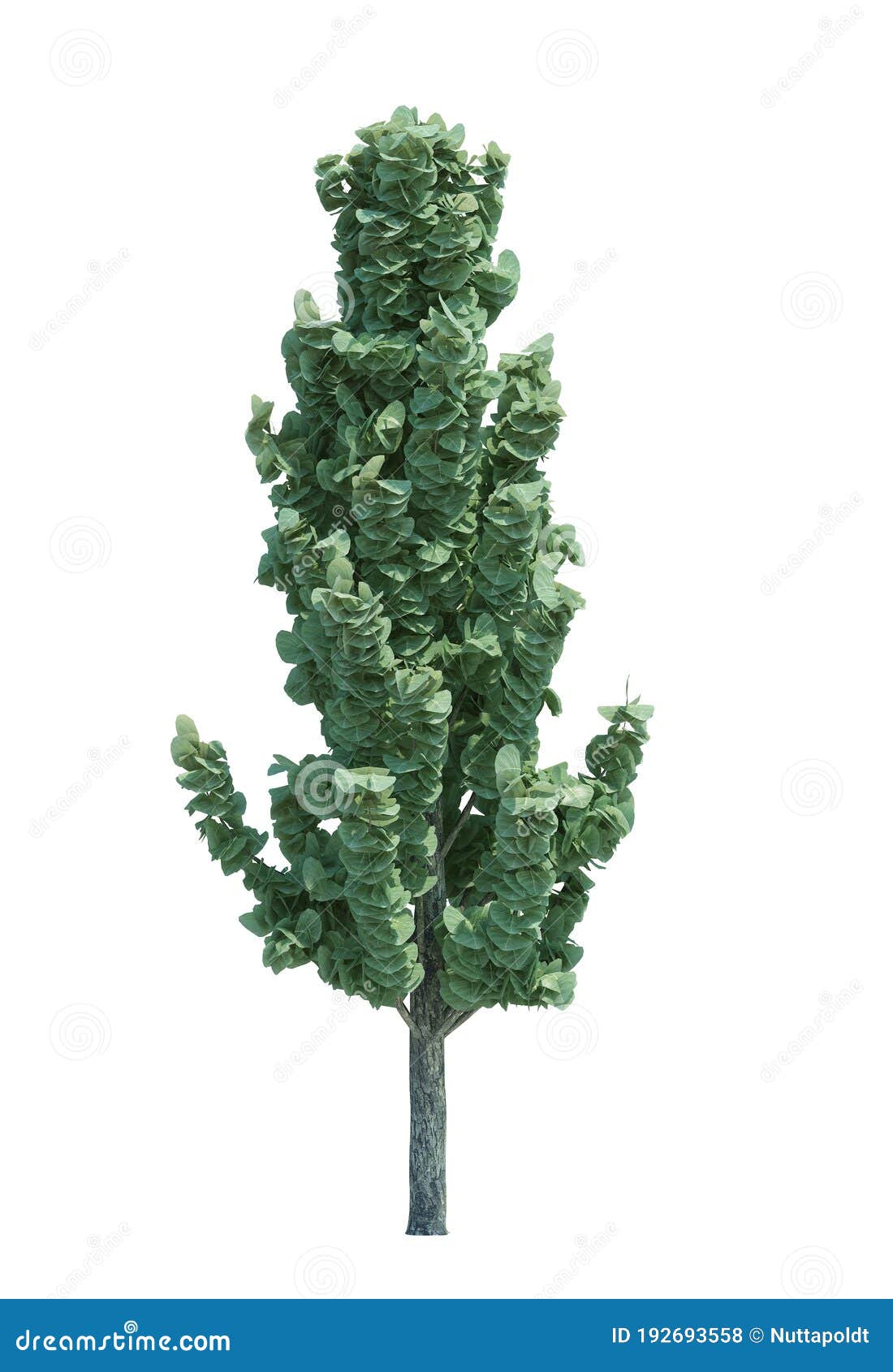 Nature Object Tree Isolated White Background Stock Illustration ...