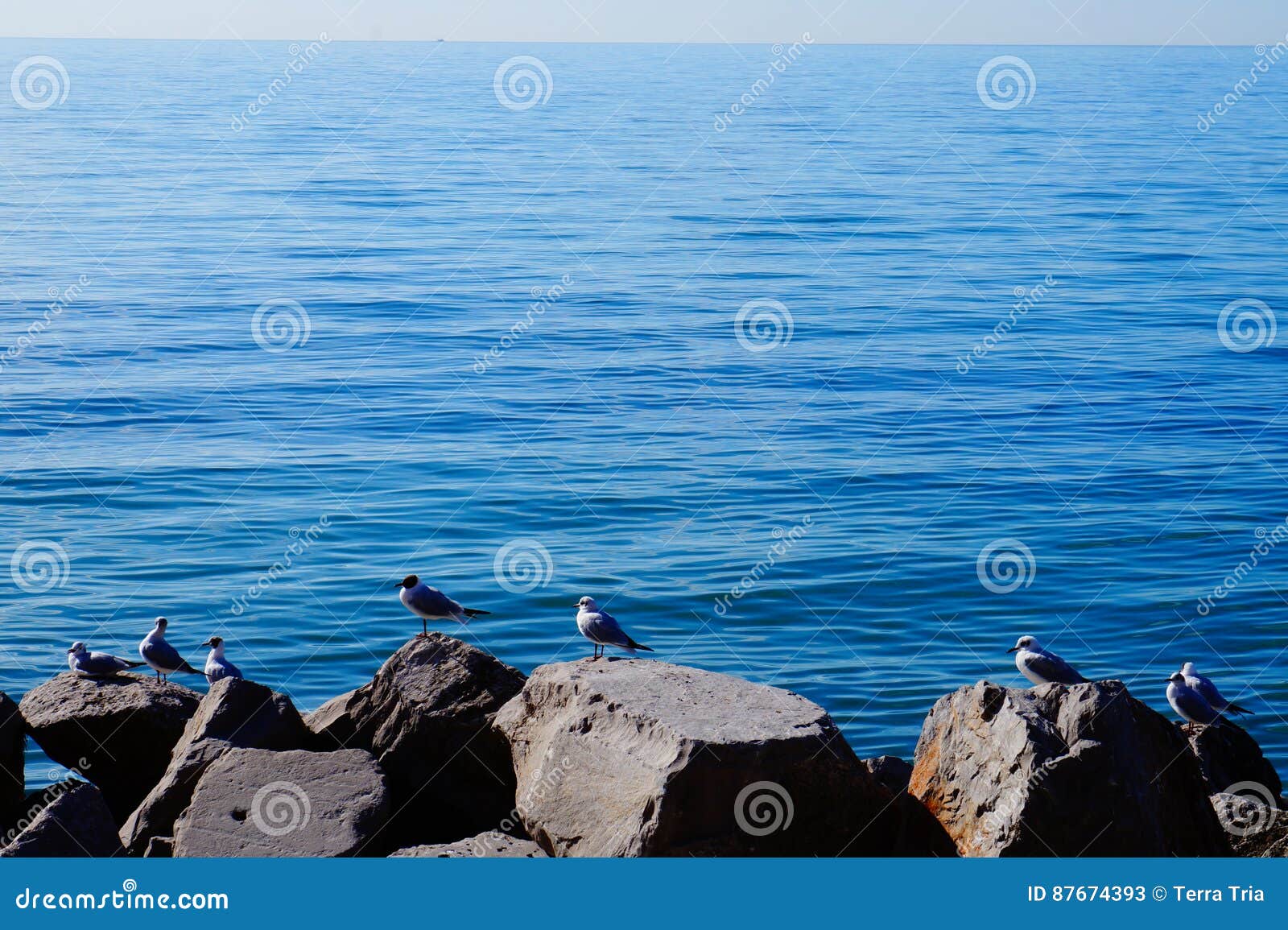 Nature stock image. Image of blue, water, bird, oceansea - 87674393