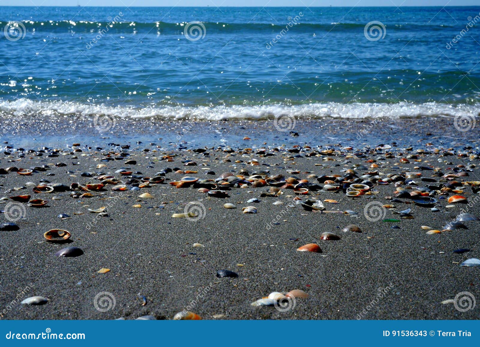Shell Waver Stock Photos - Free & Royalty-Free Stock Photos from Dreamstime