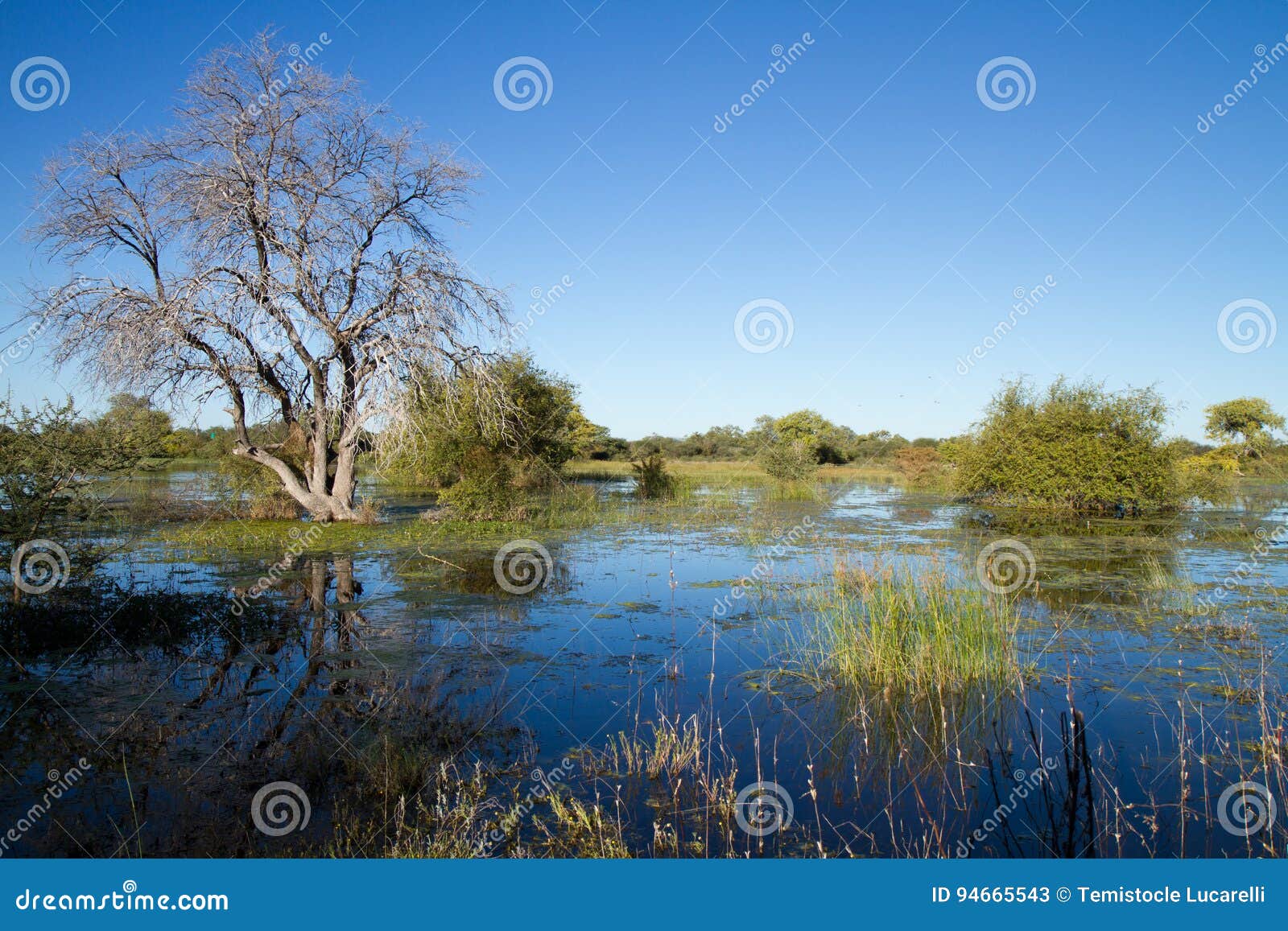 Moremi game reserve stock image. Image of island, park - 94665543