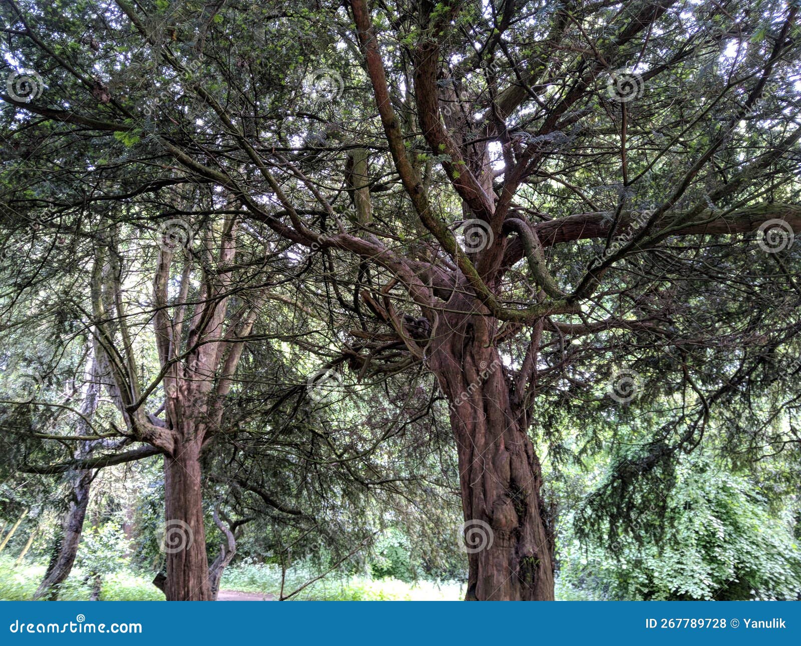 Nature Old Beautiful Pine Trees Green Trees Meander in the Forest Stock Photo - Image of forest ...