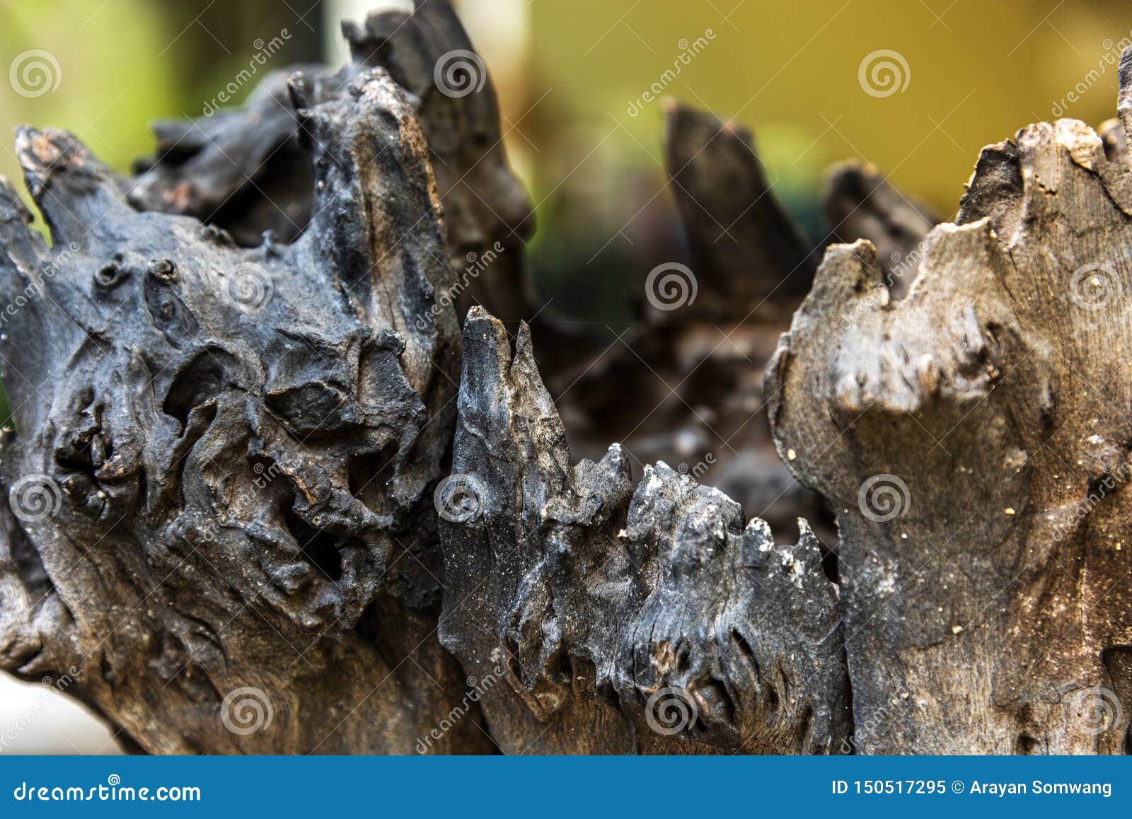 The Nature of Old Decayed Timber Stock Image - Image of bark, rough ...