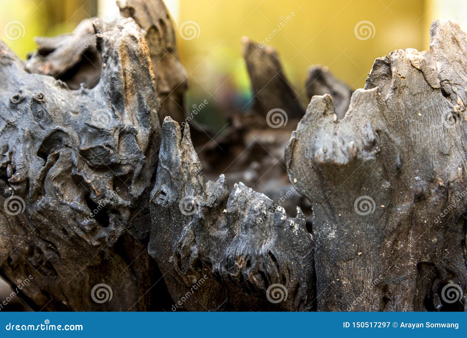 The Nature of Old Decayed Timber Stock Image - Image of decayed ...