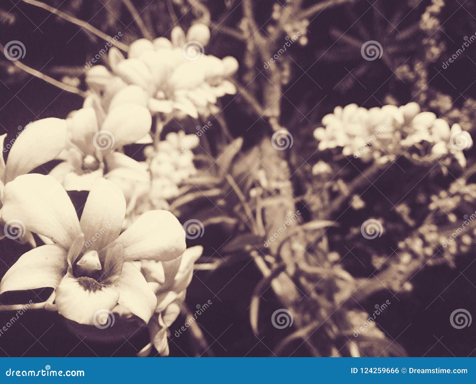 Nature old stock photo. Image of nature, biautifull - 124259666