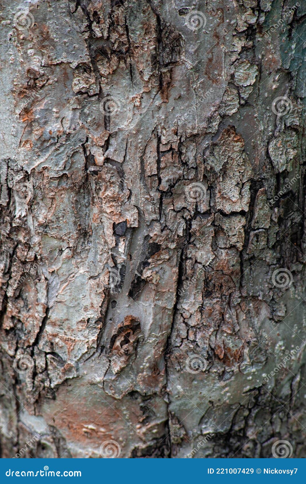 Nature Old Tree Bark of an Old Apple Tree Stock Image - Image of apple ...
