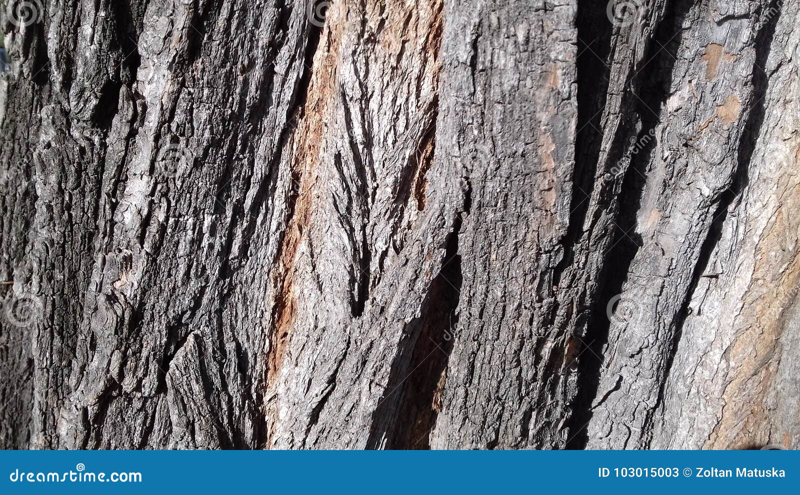 Nature Wooden Bark Tree Texture Background Stock Image - Image of skin ...