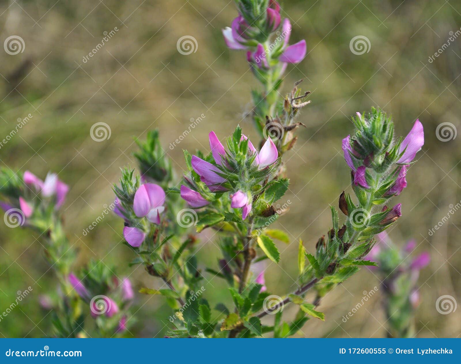 In Nature, Ononis Arvensis Blooms in the Meadow Stock Image - Image of ...