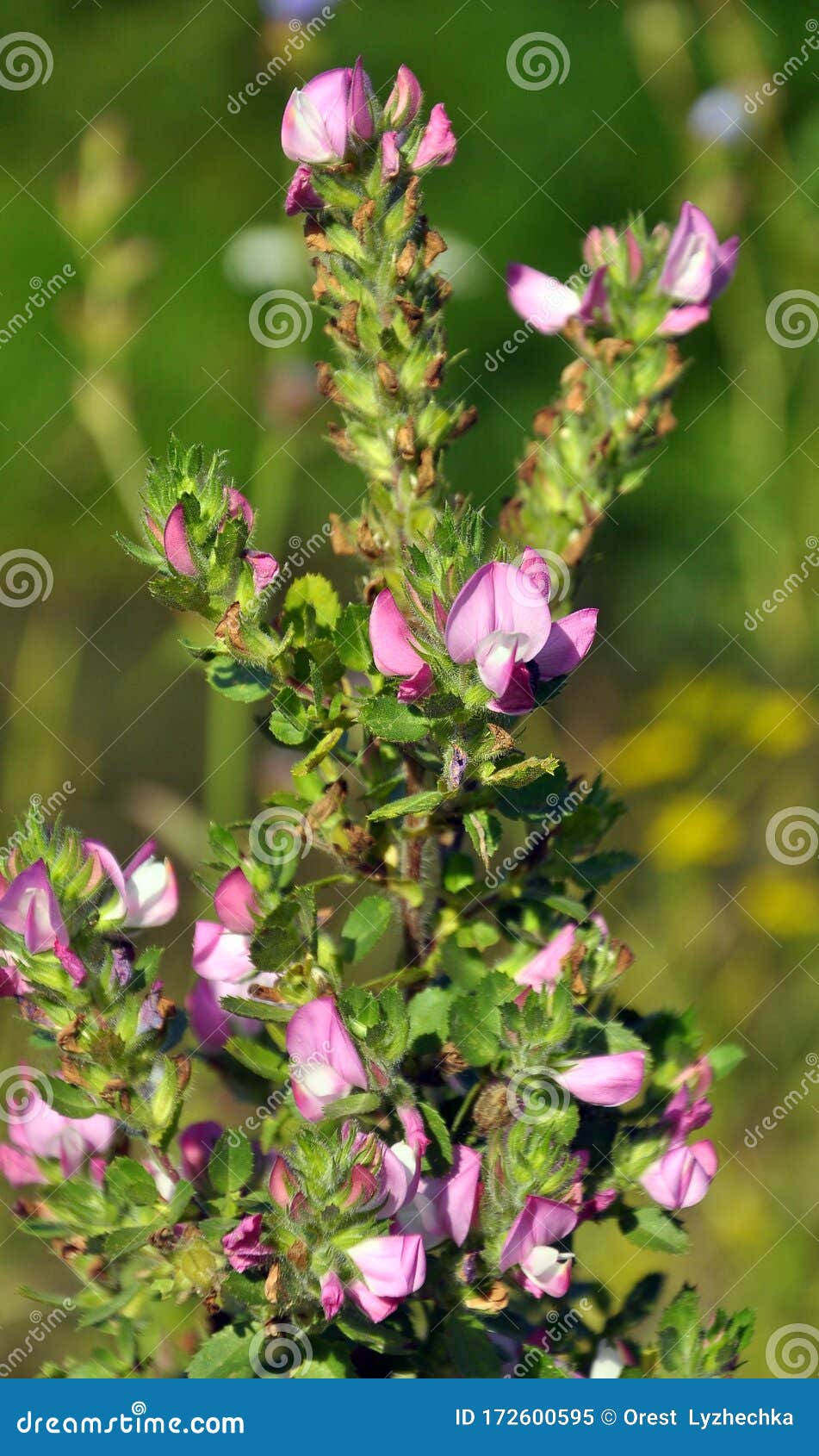 In Nature, Ononis Arvensis Blooms in the Meadow Stock Image - Image of ...