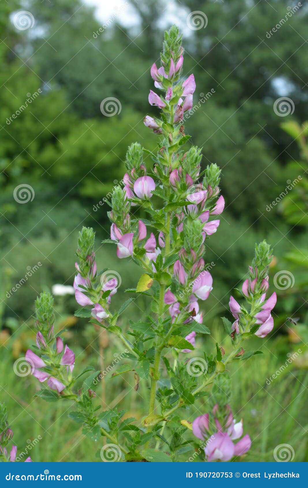 In Nature, Ononis Arvensis Blooms in the Meadow Stock Image - Image of ...