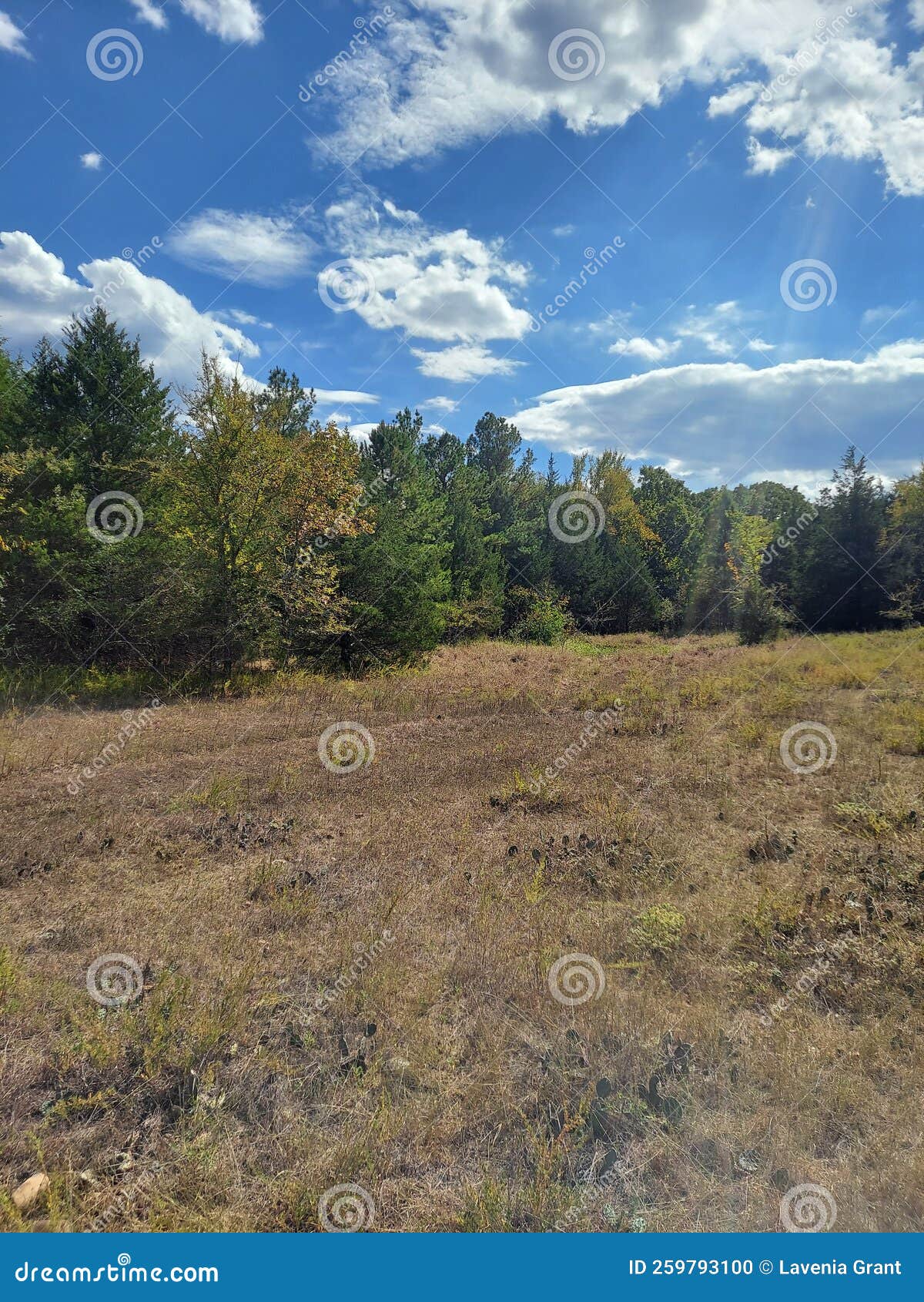 Nature Open field stock photo. Image of green, plant - 259793100