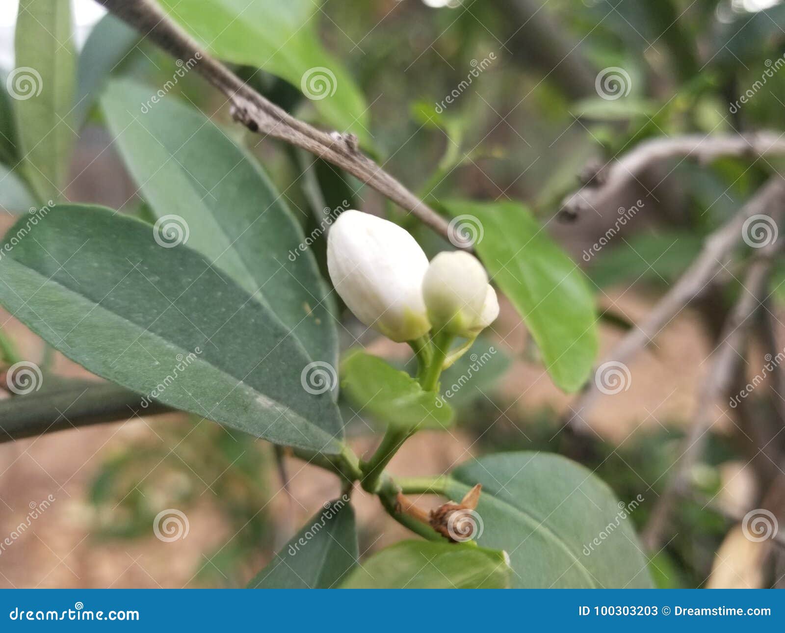 Nature stock image. Image of blossoms, tree, photagrapher - 100303203