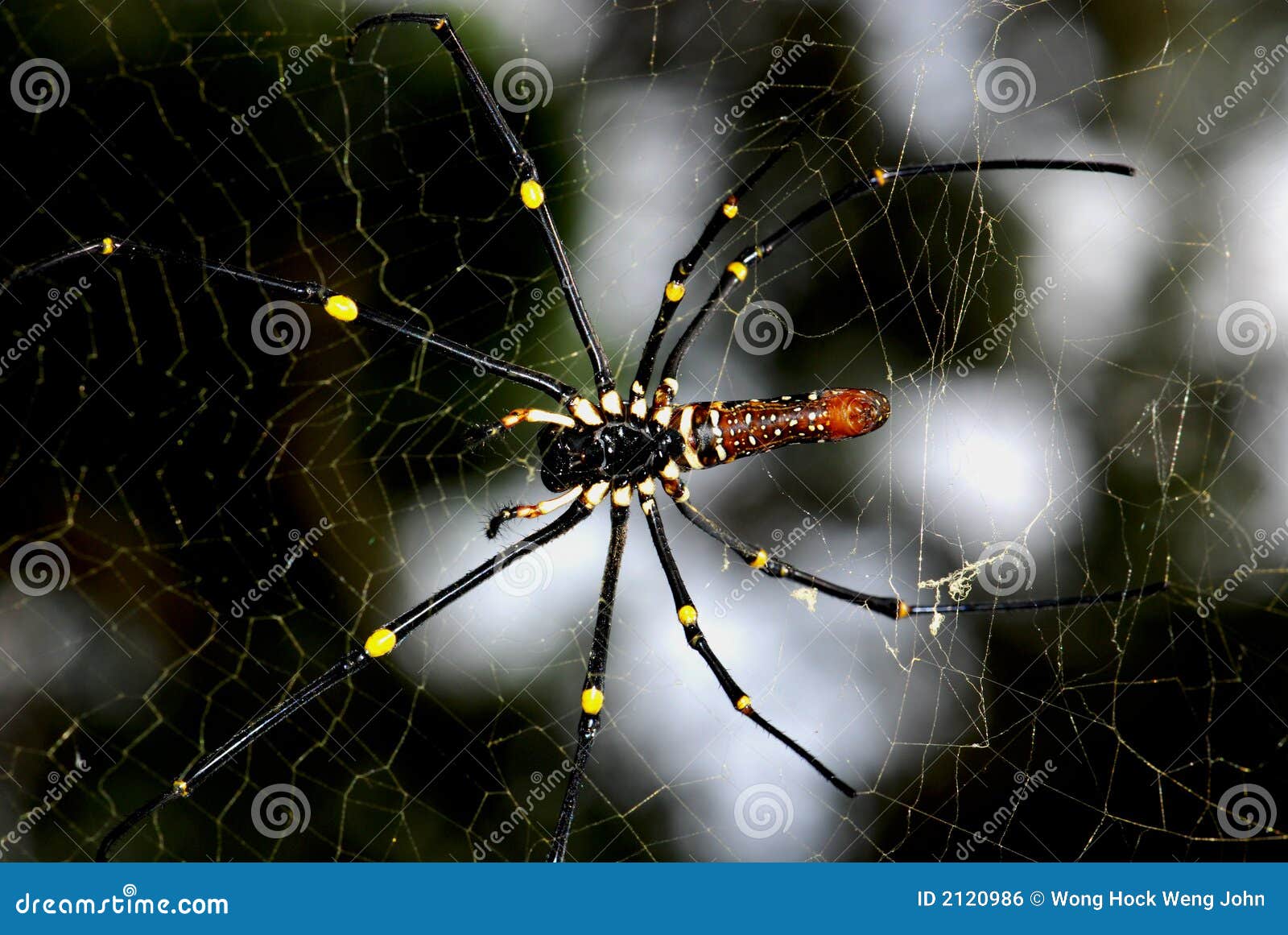 Nature orb web spider stock photo. Image of wilderness - 2120986