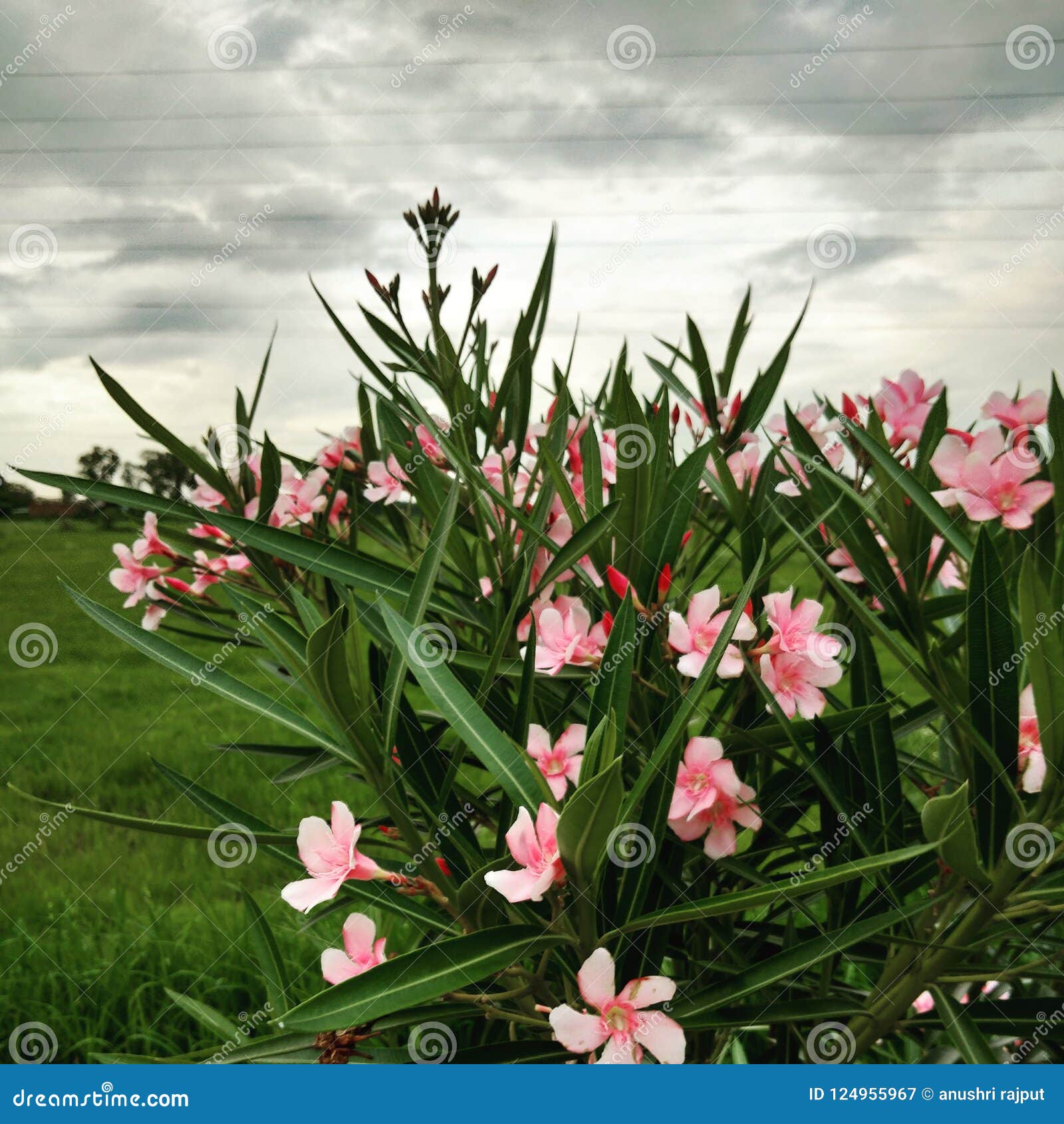 Nature stock image. Image of original, flowers, nature - 124955967