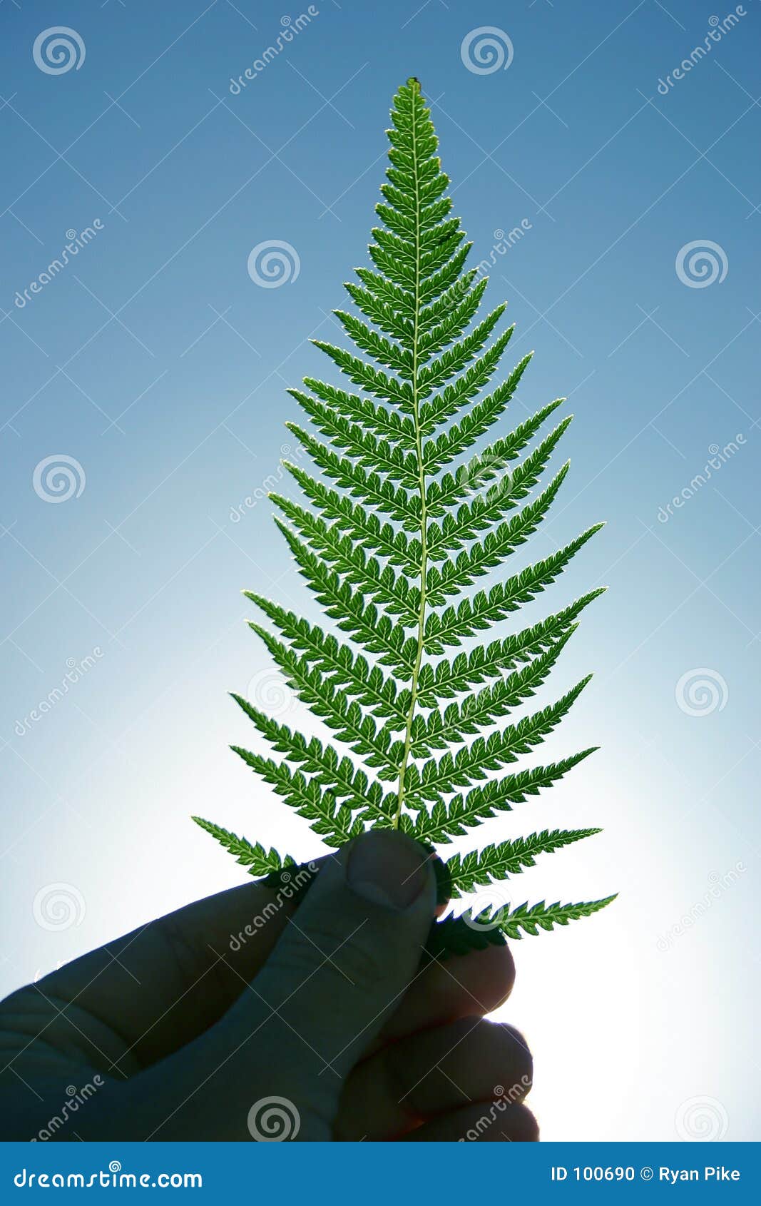 Nature is in our hands stock photo. Image of bouquet, thrive - 100690