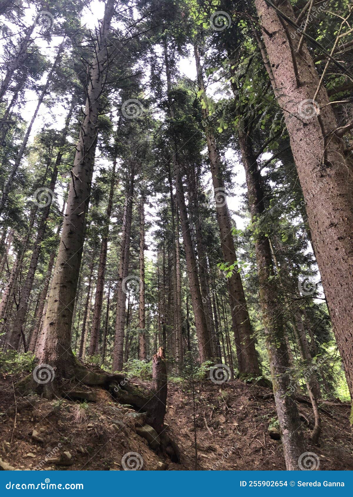 Nature Outdoor High Trees stock photo. Image of carpathians - 255902654