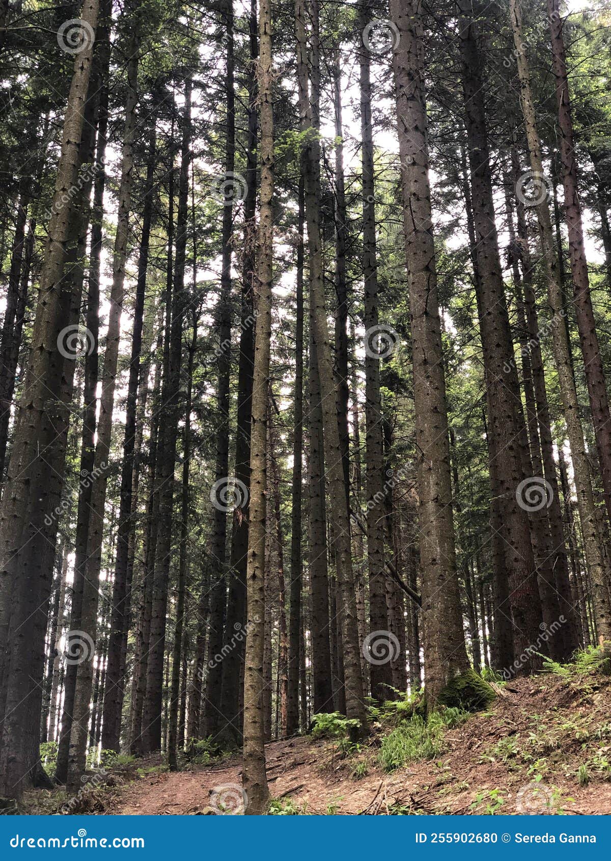 Nature Outdoor High Trees 2 Stock Photo - Image of forest, fresh: 255902680