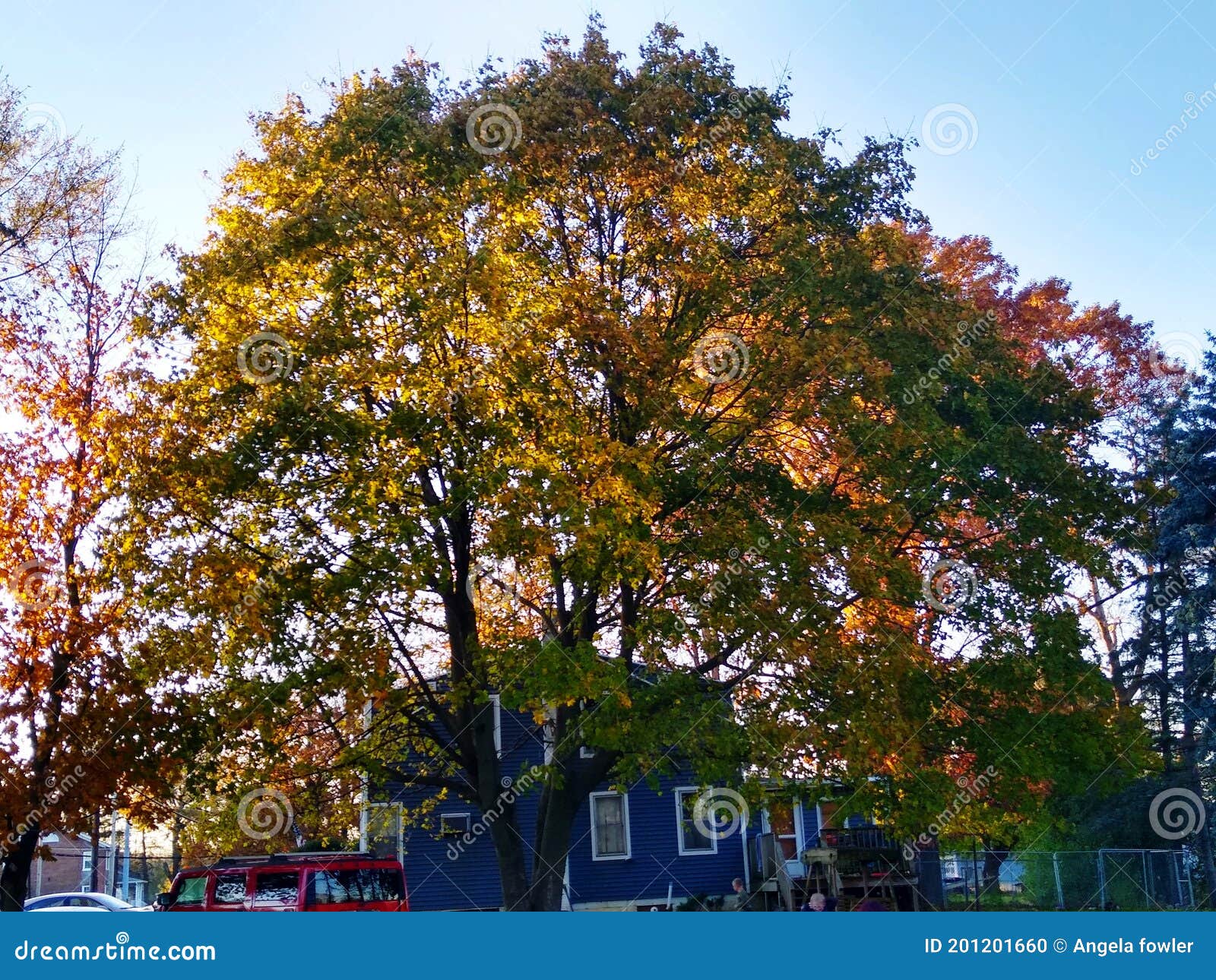 Nature outside my home editorial image. Image of outside - 201201660