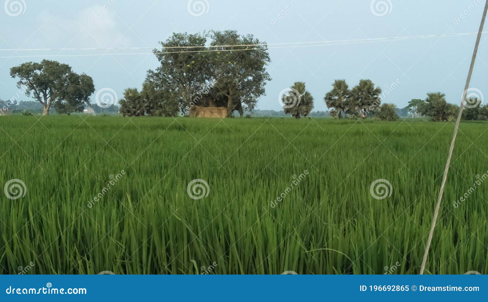 Nature and paddy crop stock image. Image of food, green - 196692865