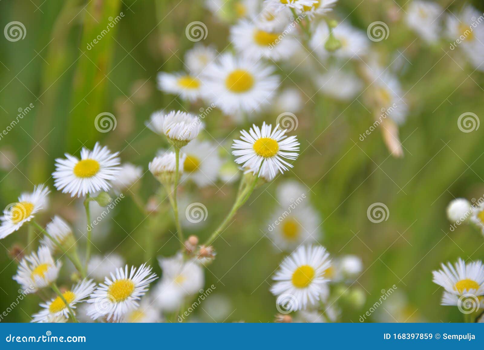 Nature in the Park and Forest in Summer Stock Image - Image of park ...
