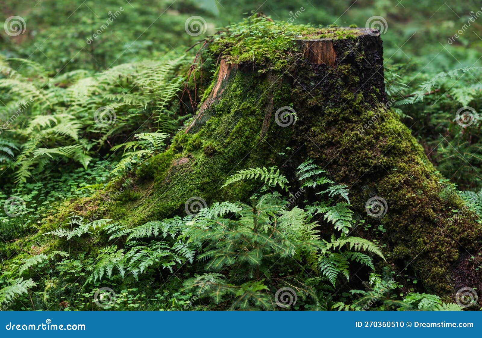 Nature in the Park Stump Overgrown with Grass and Moss, Details of ...