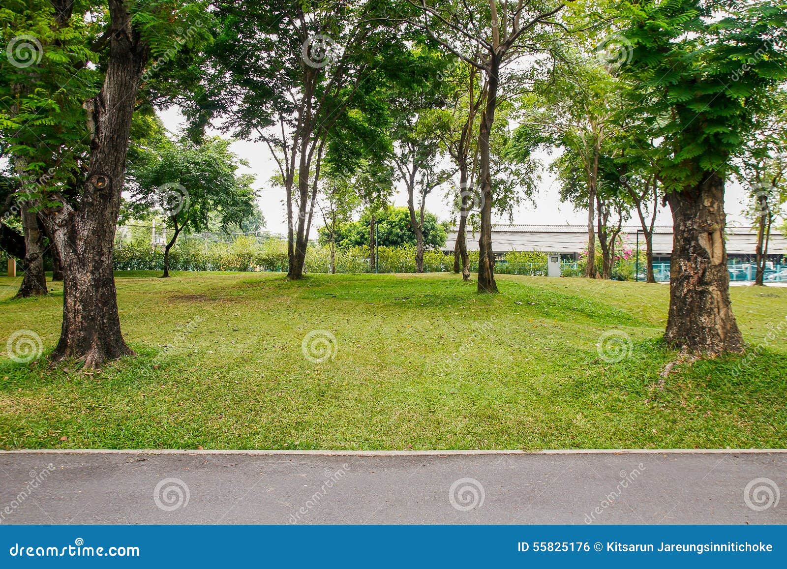 Nature parks stock photo. Image of outside, leaf, nature - 55825176
