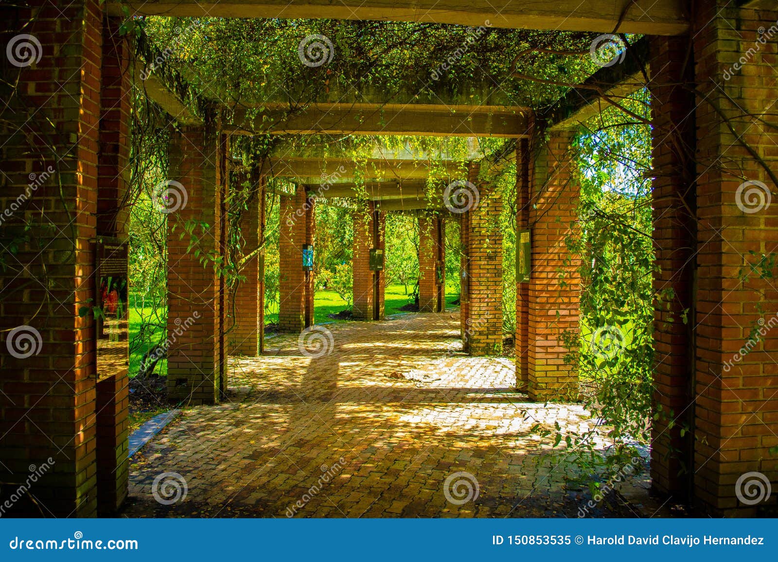 Nature Passage with Arcs and Branches Stock Image - Image of arch ...