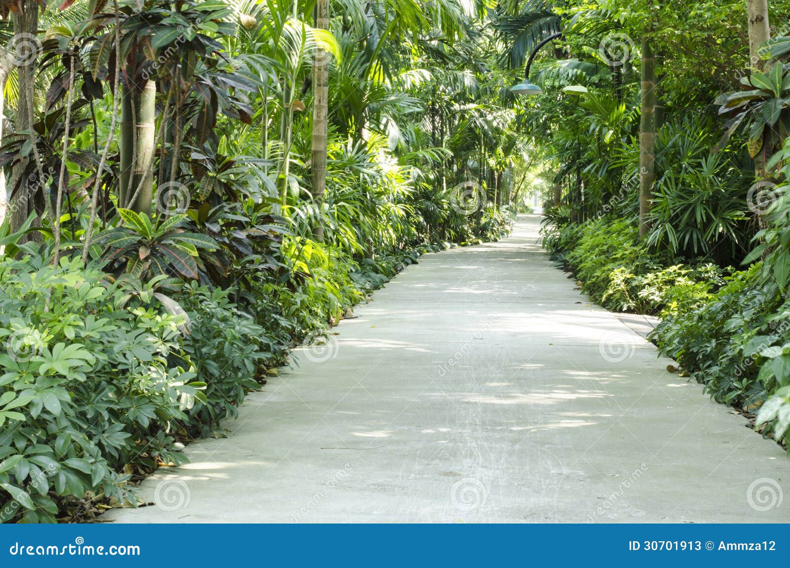 Nature Passage with Many Trees Stock Image - Image of garden, object ...