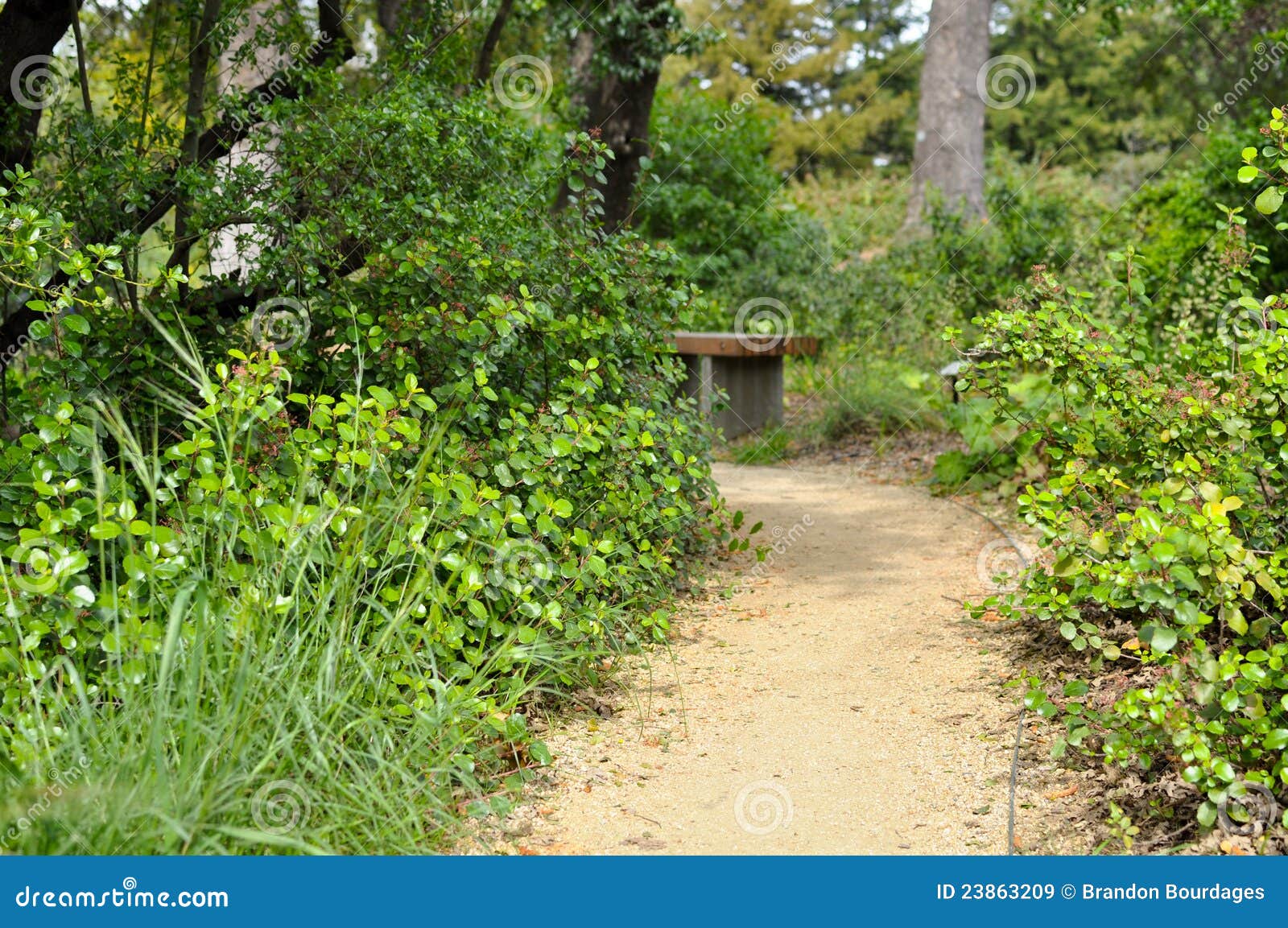Nature Path stock image. Image of park, fresh, green - 23863209