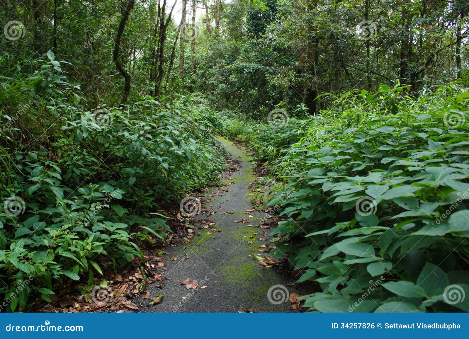 Nature path stock photo. Image of concepts, forward, entering - 34257826