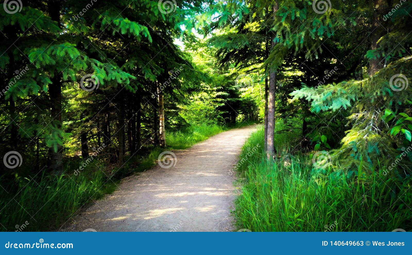 Nature Path in Canada`s Boreal Forest Stock Image - Image of nature ...