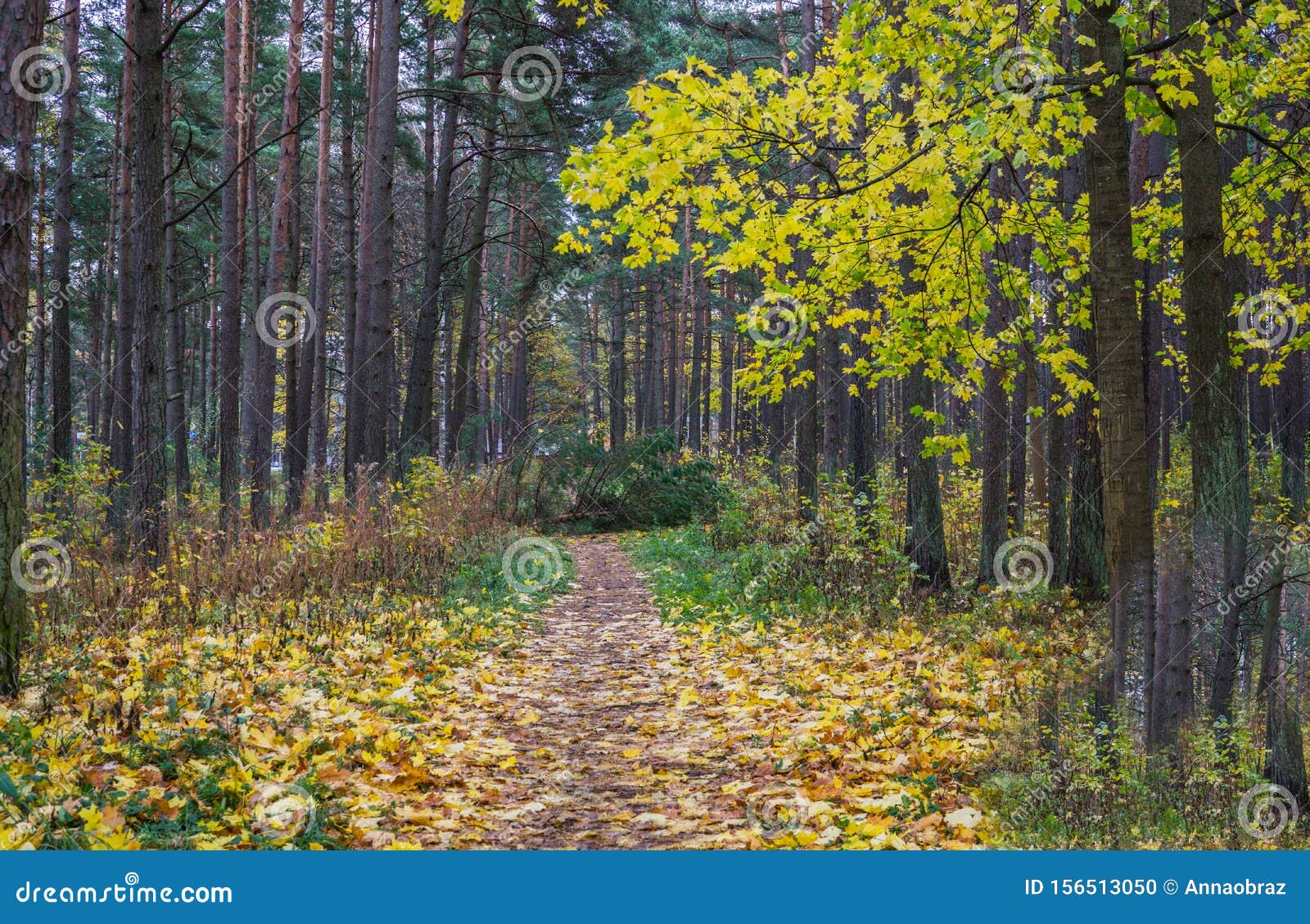 Nature Path in a Dark Forest in the Late Autumn Stock Photo - Image of ...