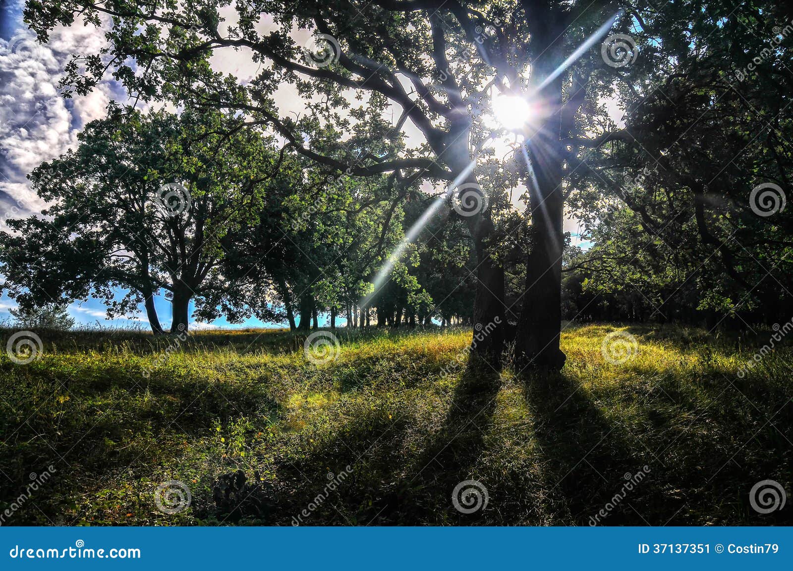 Nature stock image. Image of season, scenery, shine, park - 37137351