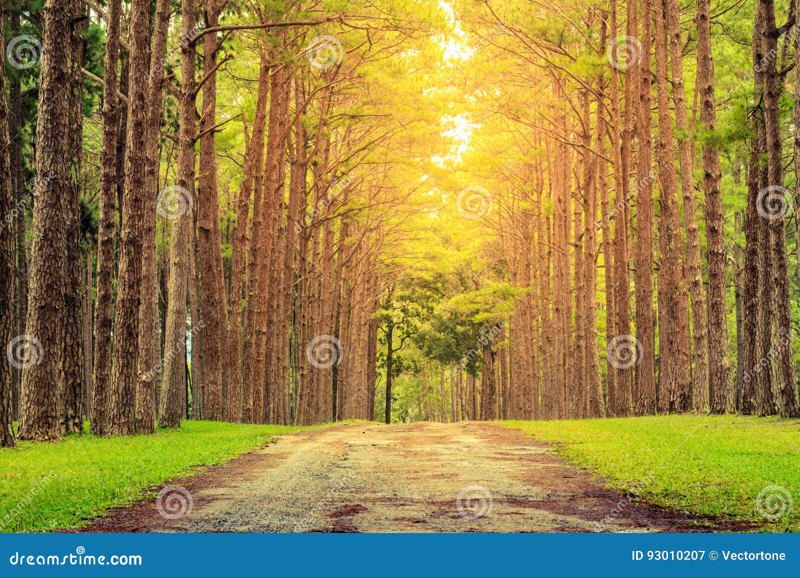Nature Path Pass through Pine Tree Garden and Sun Light Shine through ...