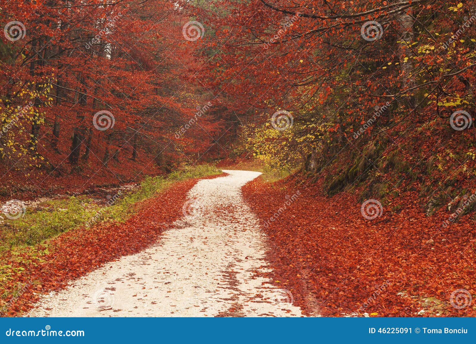 Nature Path through Red Leaves Stock Image - Image of trees, walk: 46225091