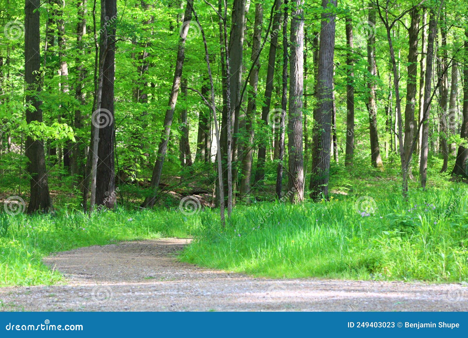 Curvy path stock image. Image of curve, nature, path - 249403023