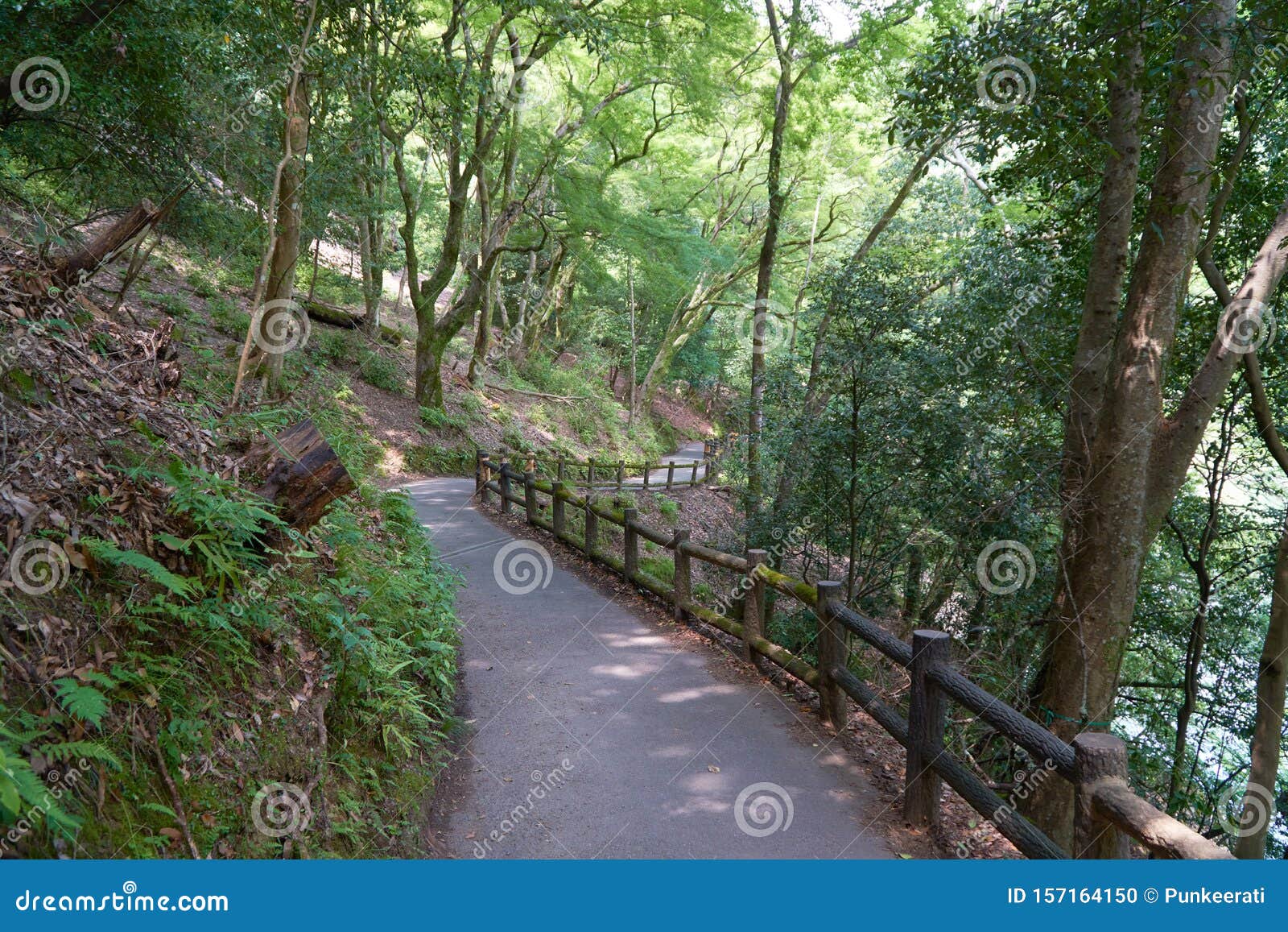 Nature Pathway with Beautiful Scenery Stock Photo - Image of beauty ...