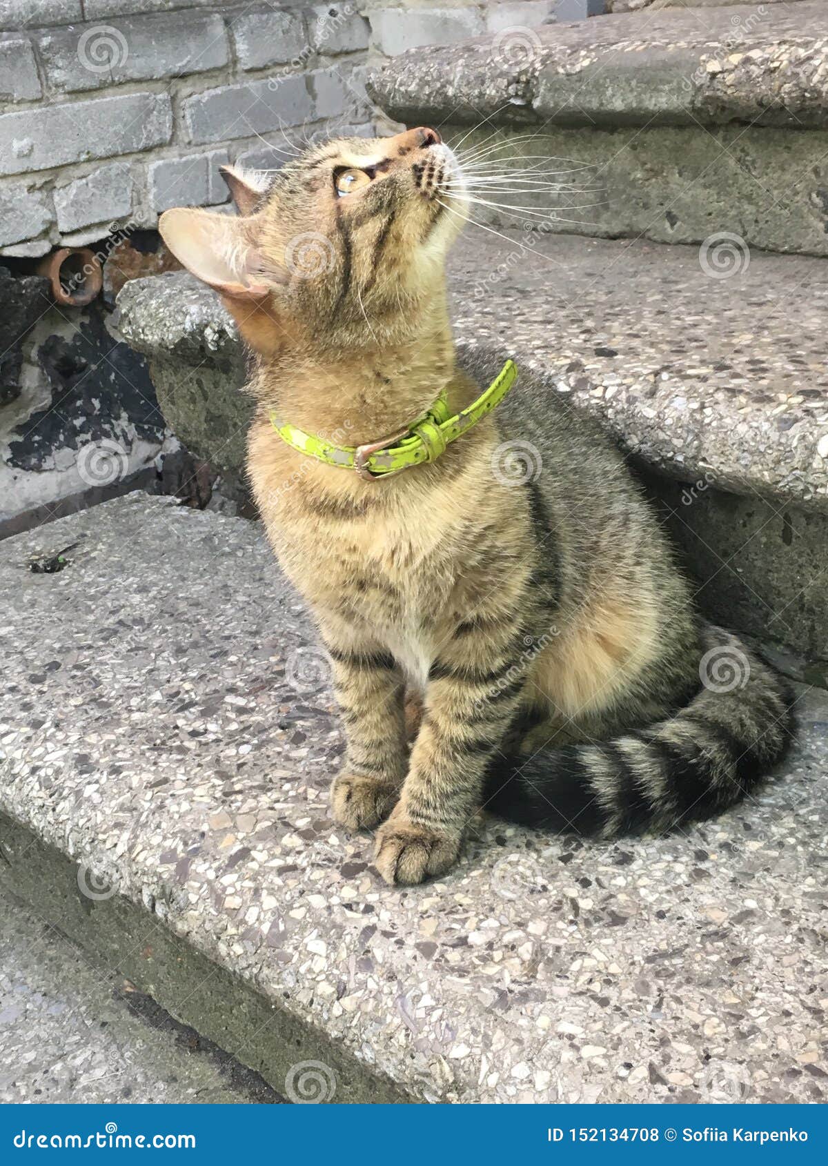 Little cat pat stock photo. Image of pats, little, nature - 152134708