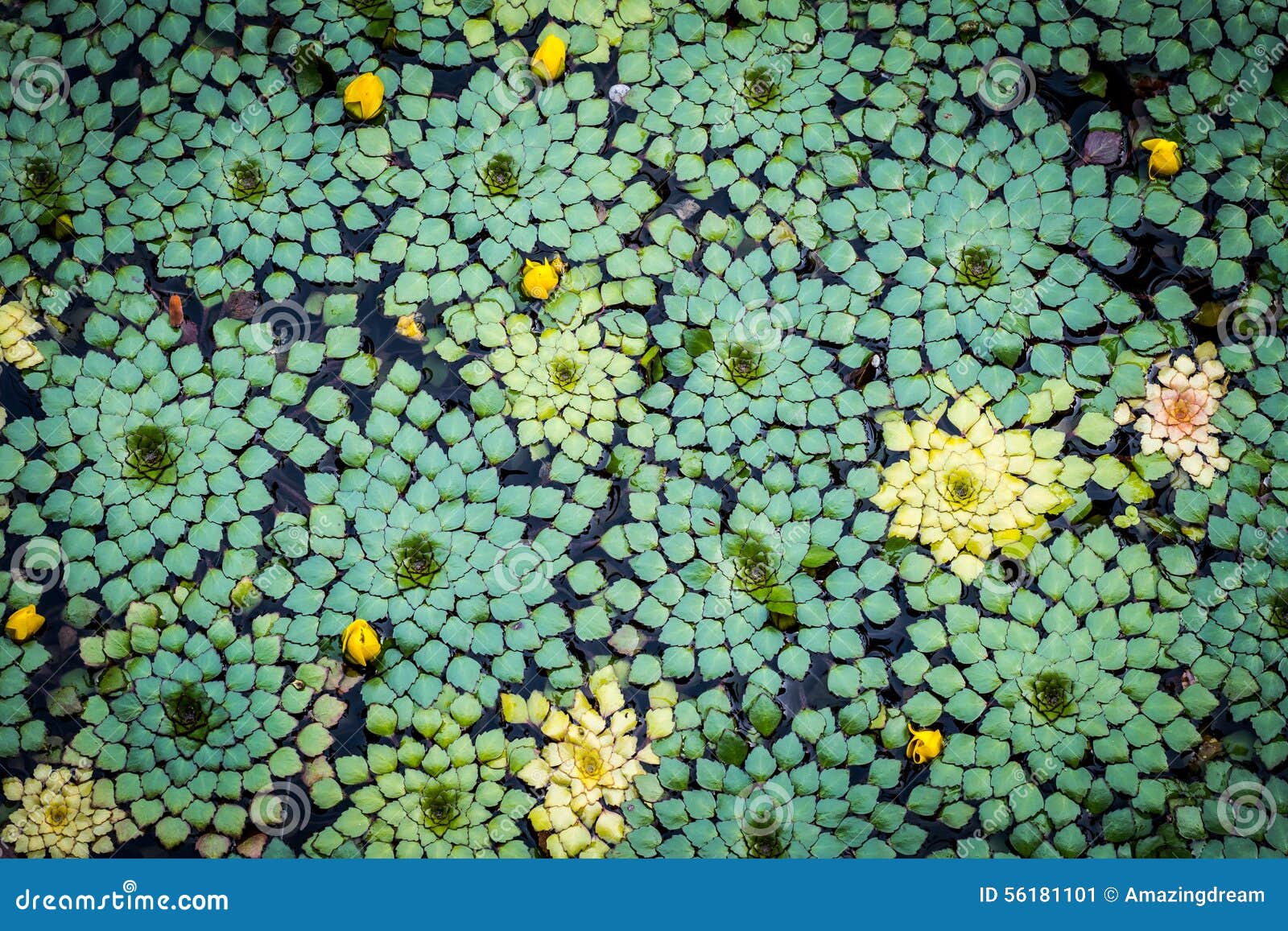 Nature Pattern Background of Green Water Plants Stock Image - Image of ...