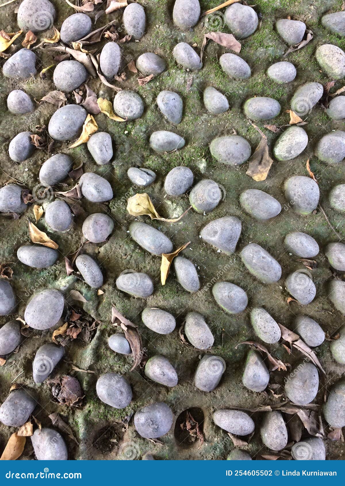 Nature pattern background. stock photo. Image of harmony - 254605502