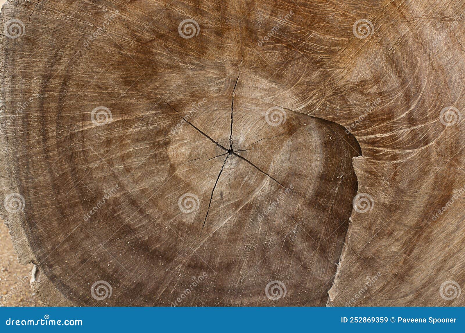 Nature Pattern of Wood Texture for Background Top Surface of a Cut ...