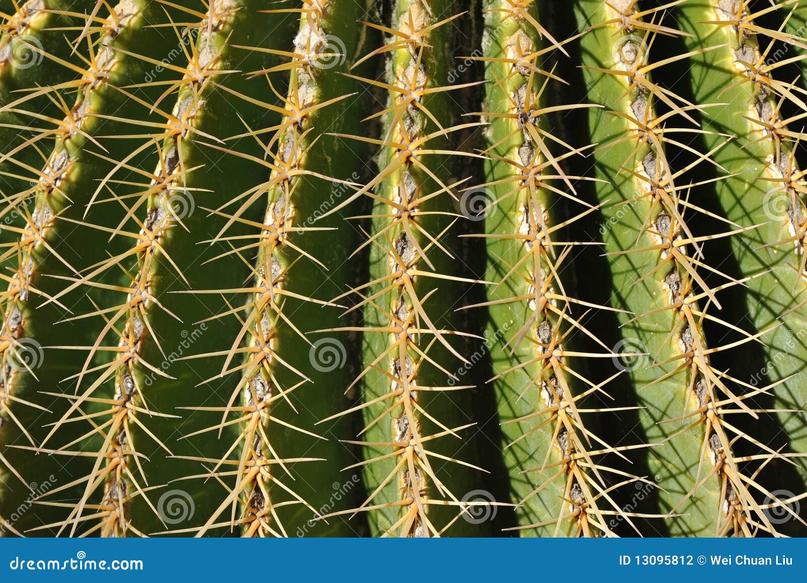 Nature patterns- cactus stock photo. Image of plant, macro - 13095812