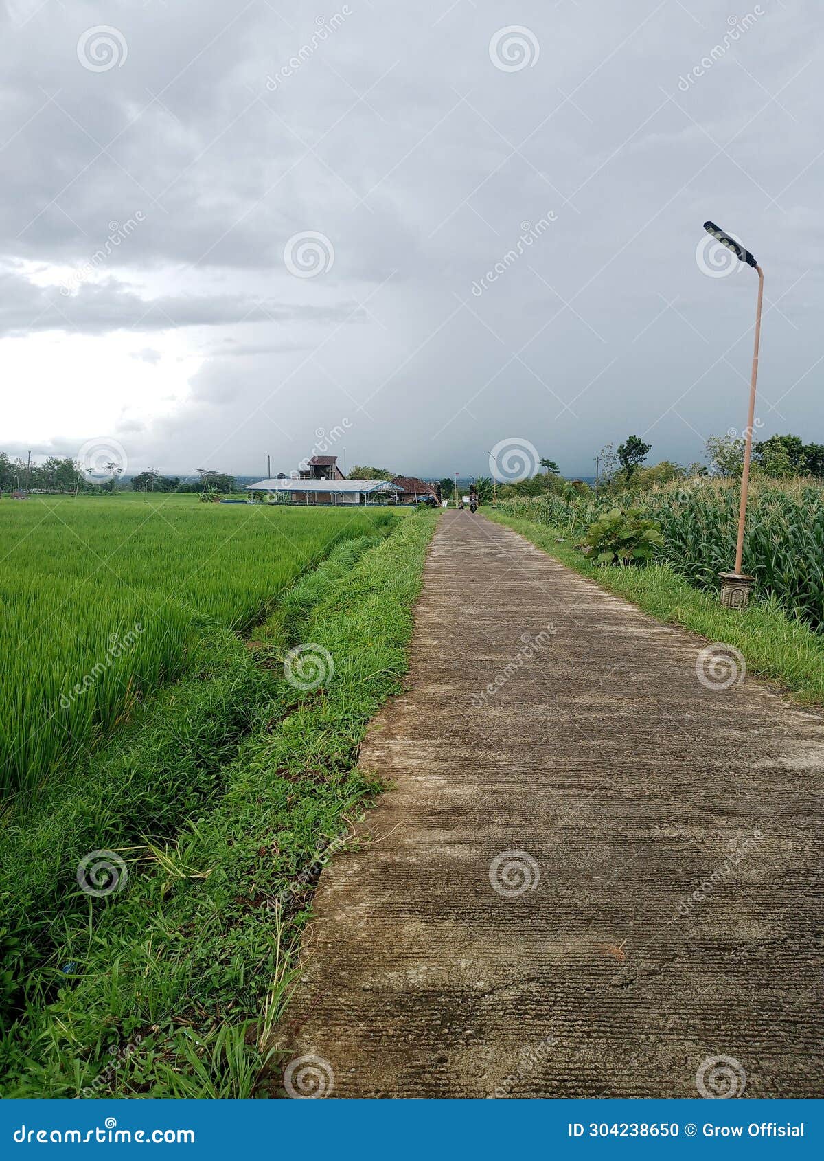 Nature stock photo. Image of alam, indah, rumput, kebun - 304238650