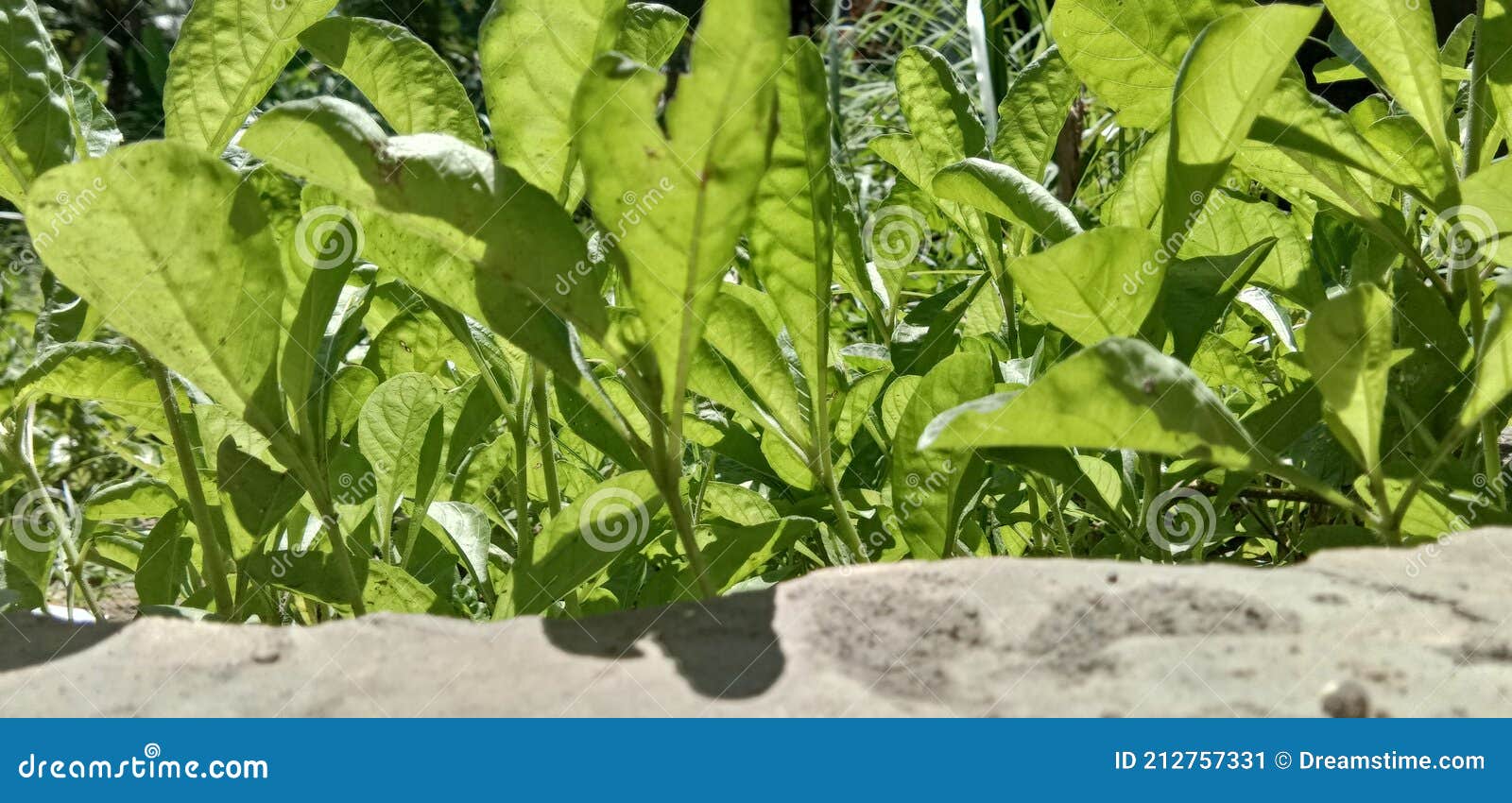 Nature Photo from Another Point of View Stock Image - Image of view ...