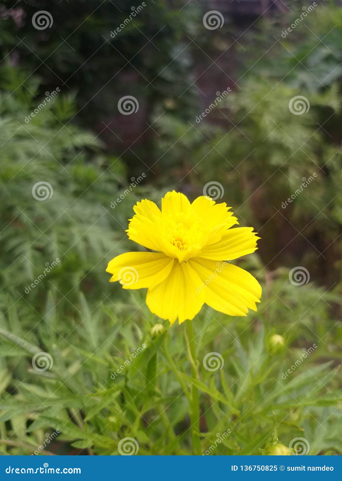 Rayling Stock Photos - Free & Royalty-Free Stock Photos from Dreamstime