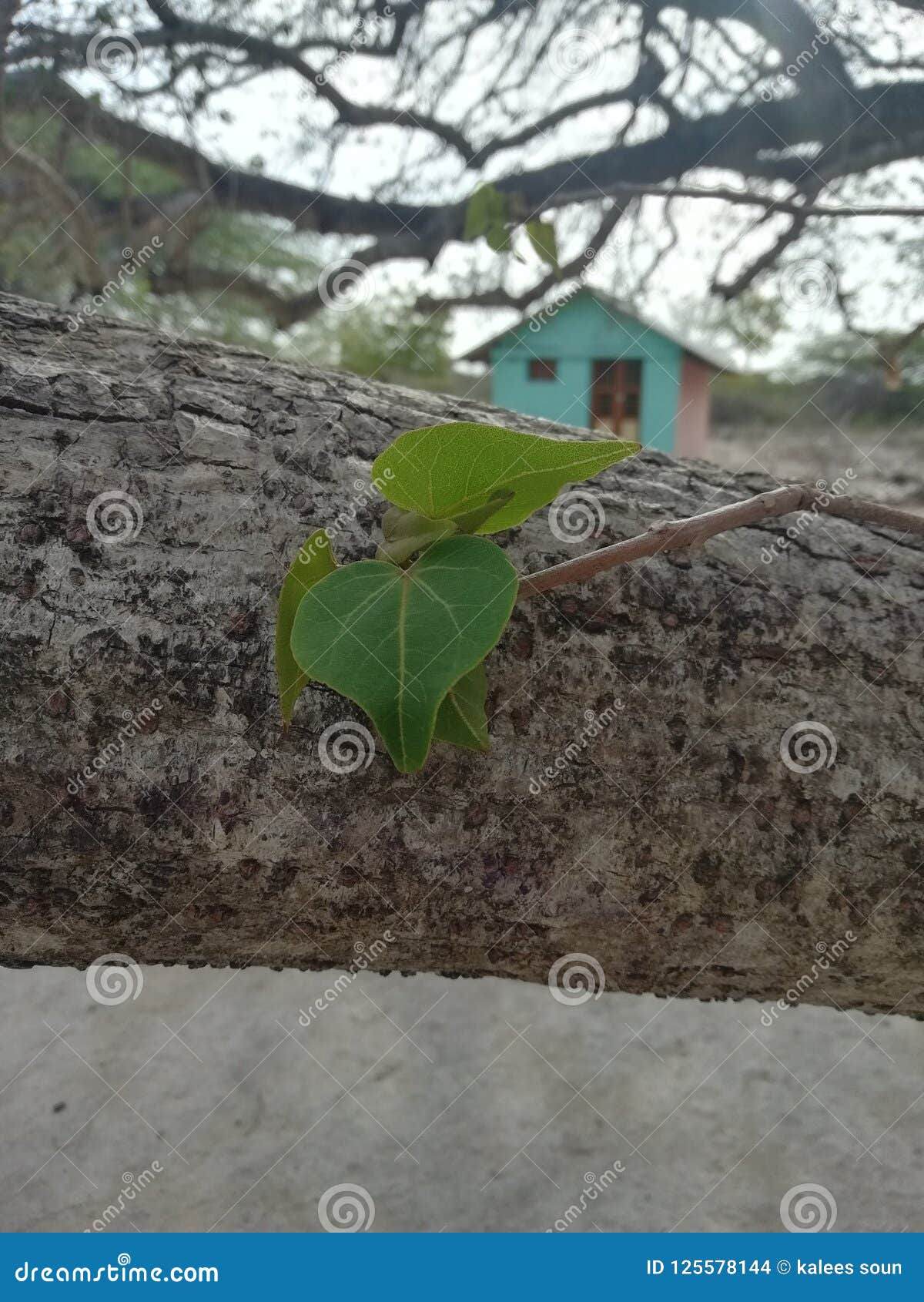 Natures tree portrait stock photo. Image of portrait - 125578144