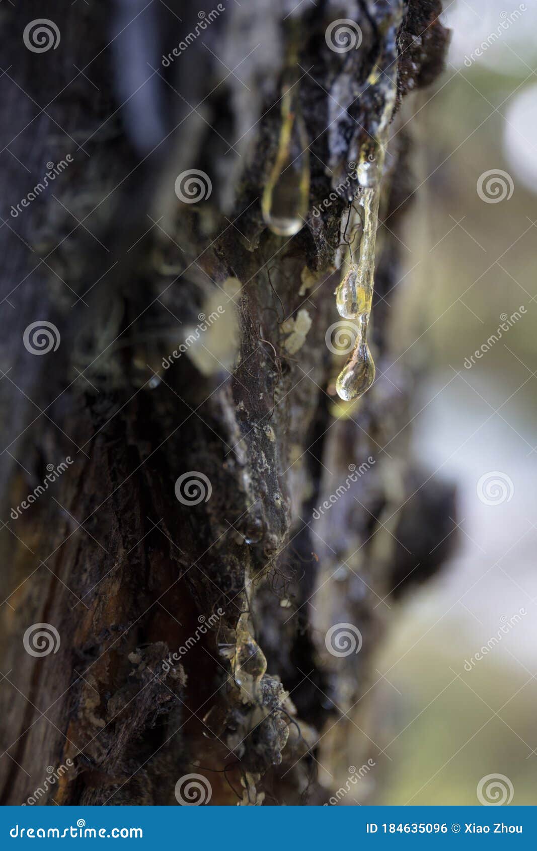Pine tar stock photo. Image of wood, nature, skin, fuel - 184635096