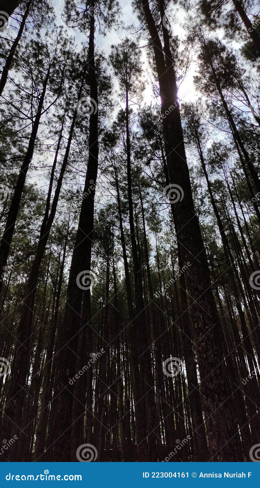 Nature of pinus forest stock image. Image of tree, pinus - 223004161