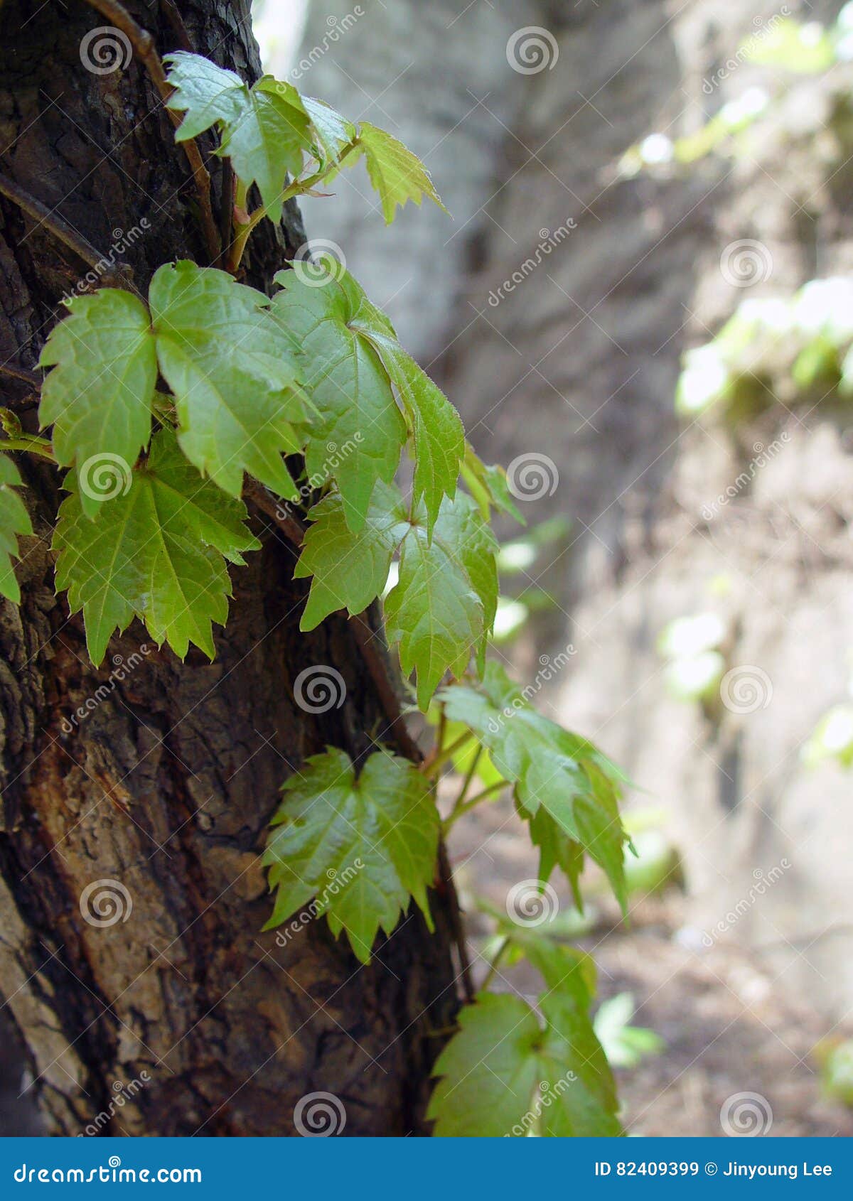 Nature stock image. Image of ruff, stem, neck, nature - 82409399